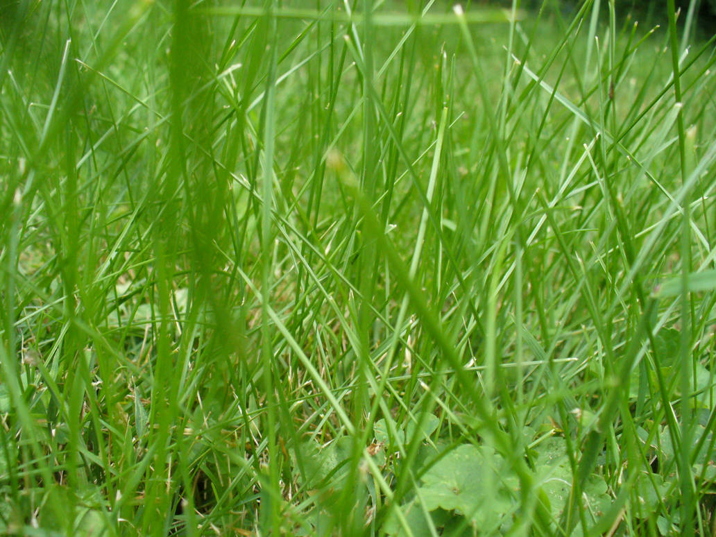 30 Best High-Quality Grass Textures You Can Use in Your Design – WebTopic