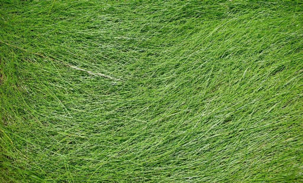 30 Best High-Quality Grass Textures You Can Use in Your Design – WebTopic