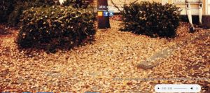 25 Calming Websites for Mindful and Beautiful Breaks – WebTopic